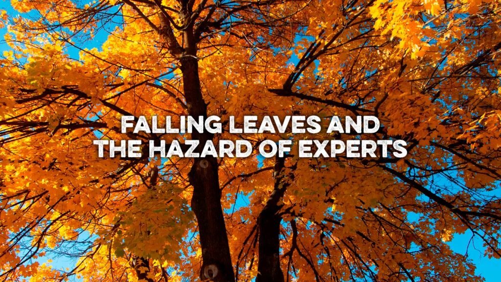 Falling Leaves and the Hazard of Experts | SIGMADOG