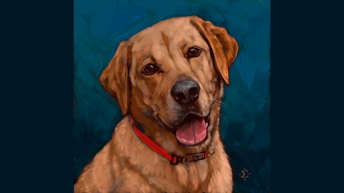 Pet Portrait of Bella, a Yellow Lab | SIGMADOG